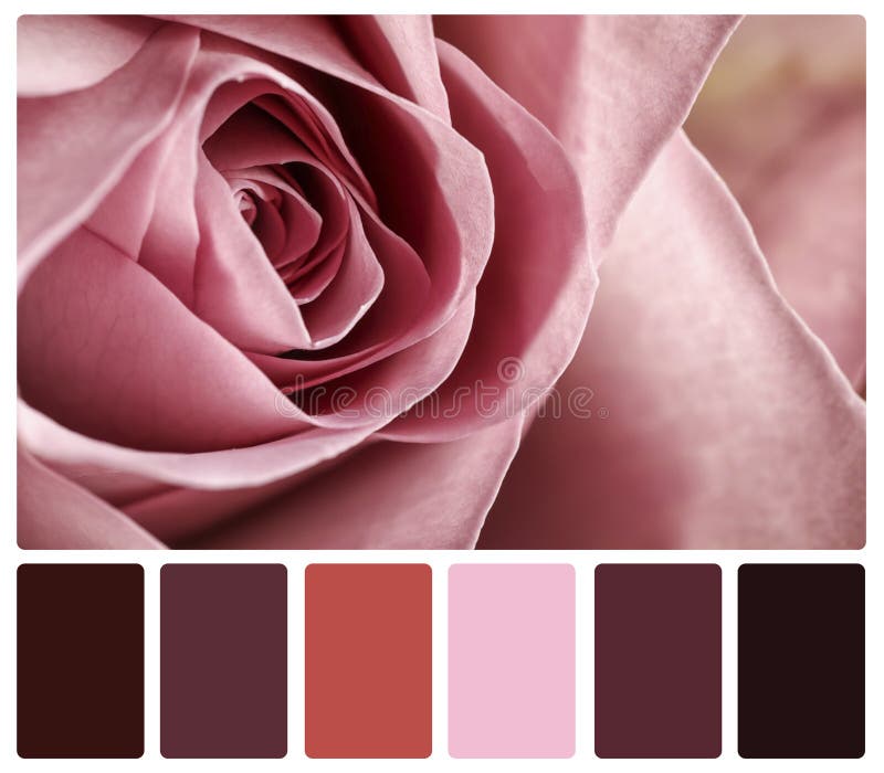 Beautiful Fresh Rose and Color Palette. Collage Stock Image - Image of ...