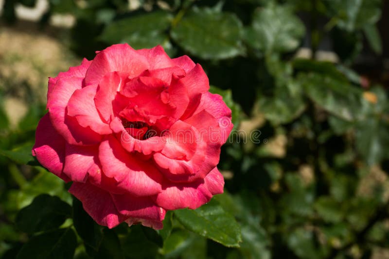 Beautiful Fresh Rose in the Garden at Morning Stock Image - Image of ...