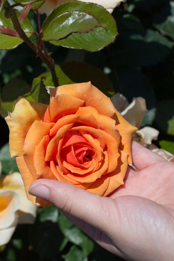 Beautiful Fresh Rose in Hand Stock Image - Image of gift, green: 145818901