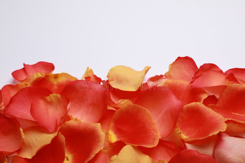 Beautiful Fresh Rose Petals on White Background Stock Image - Image of ...