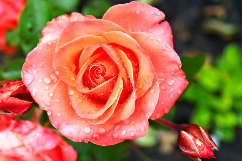 Beautiful fresh roses stock image. Image of plant, pink - 13156309