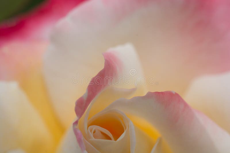 Beautiful fresh roses stock photo. Image of fresh, green - 146974628