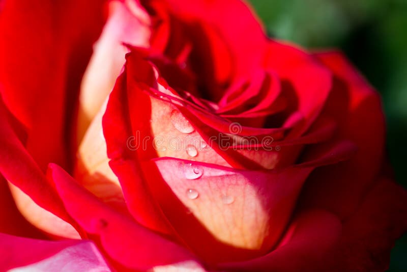 Beautiful Fresh Roses in Close Up View Stock Photo - Image of ...