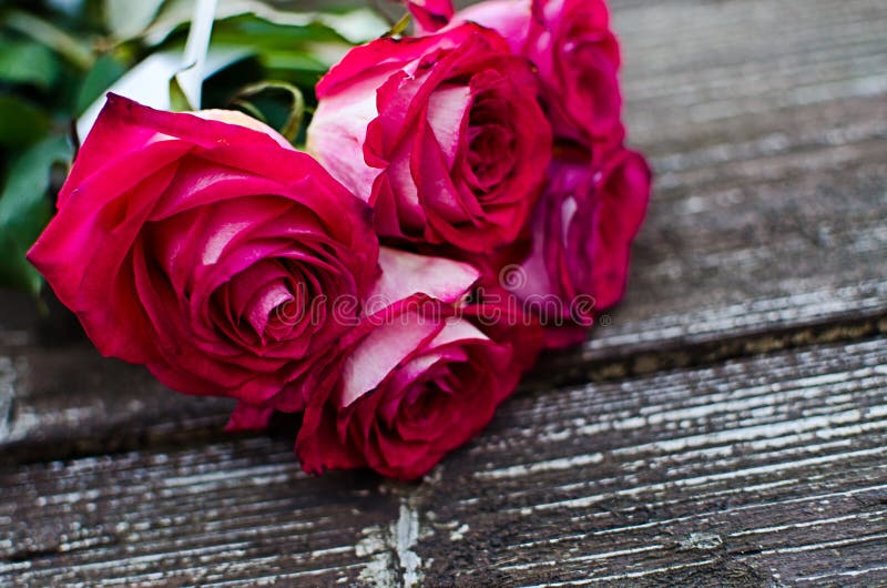 Beautiful Fresh Roses Grow Outdoors in the Summer Stock Image - Image ...