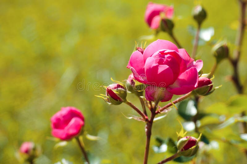 Beautiful Fresh Roses Grow Outdoors in the Summer Stock Photo - Image ...