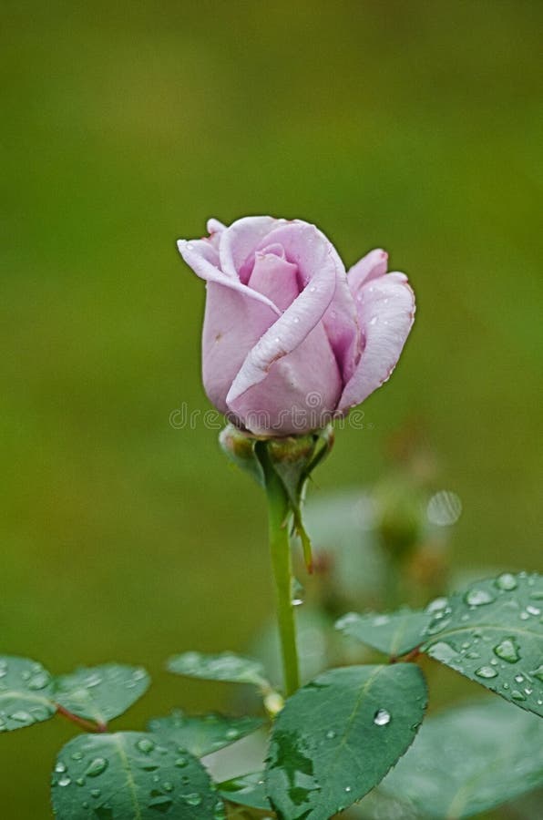 Beautiful Fresh Roses Grow Outdoors in the Summer Stock Image - Image ...