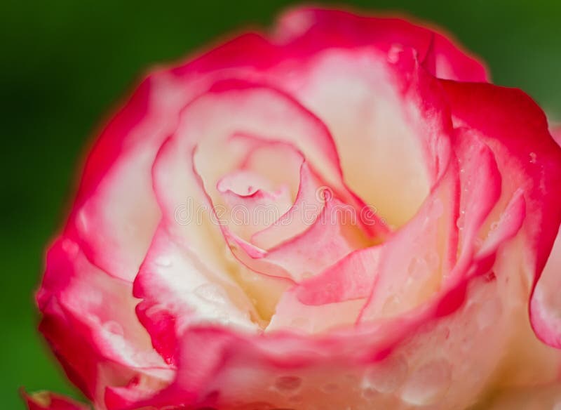 Beautiful Fresh Roses Grow Outdoors in the Summer Stock Image - Image ...