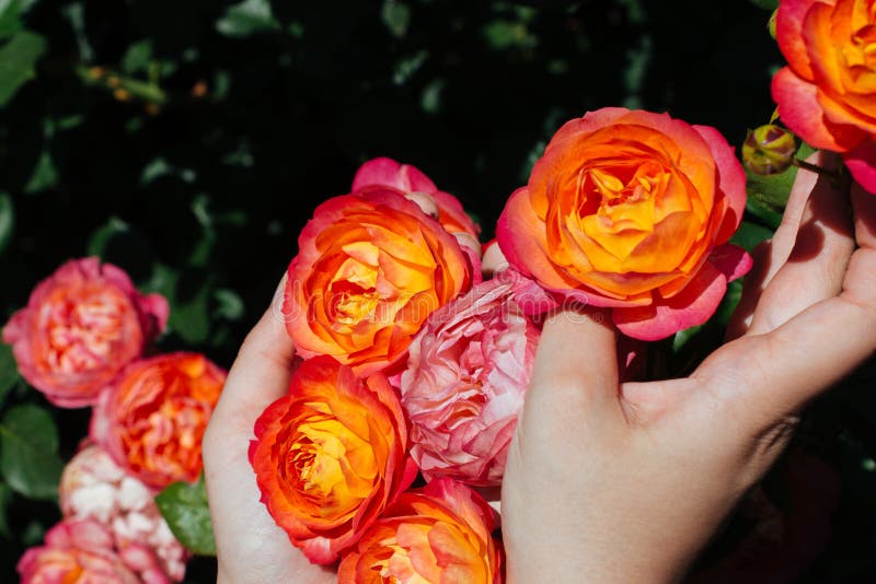 Beautiful fresh roses stock image. Image of flower, plant - 146974341