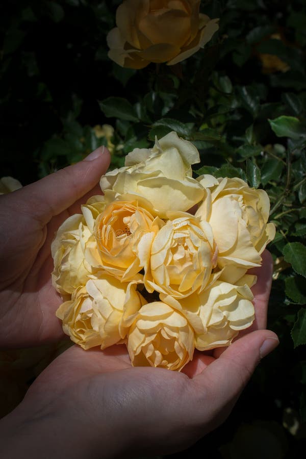 Beautiful Bunch of Fresh Roses in Hand Stock Image - Image of spring ...