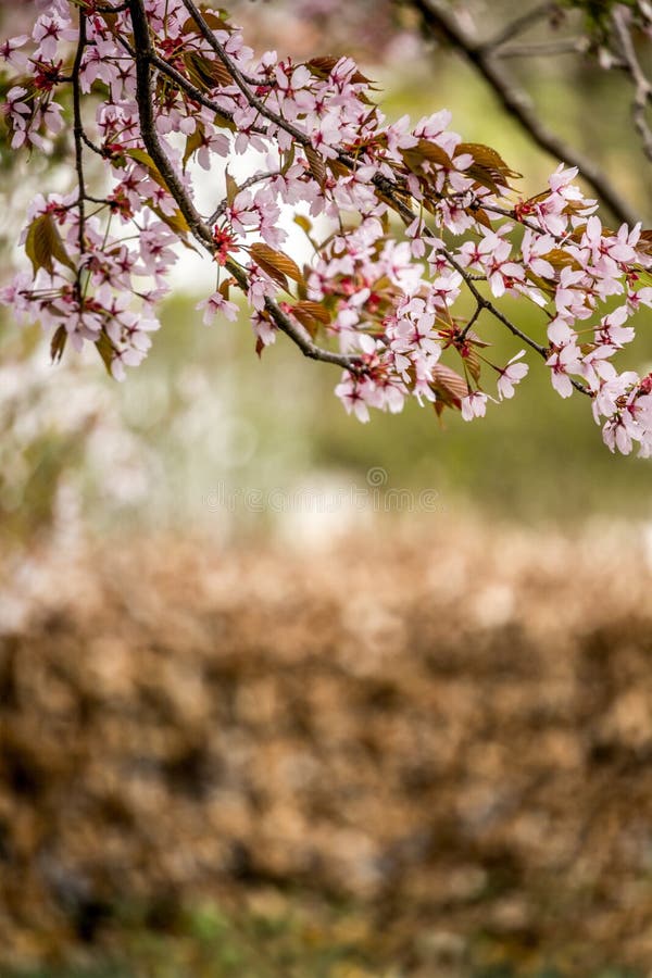 Beautiful, Fresh, Blurry Spring Backgrund with Light Pink Cherry ...