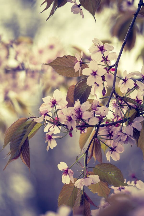 Cherry Blossom Tree Wallpaper Tumblr