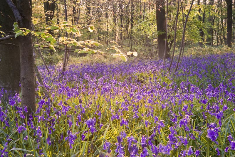 Beautiful Fresh Spring Bluebell Woods Stock Photo - Image of calm ...
