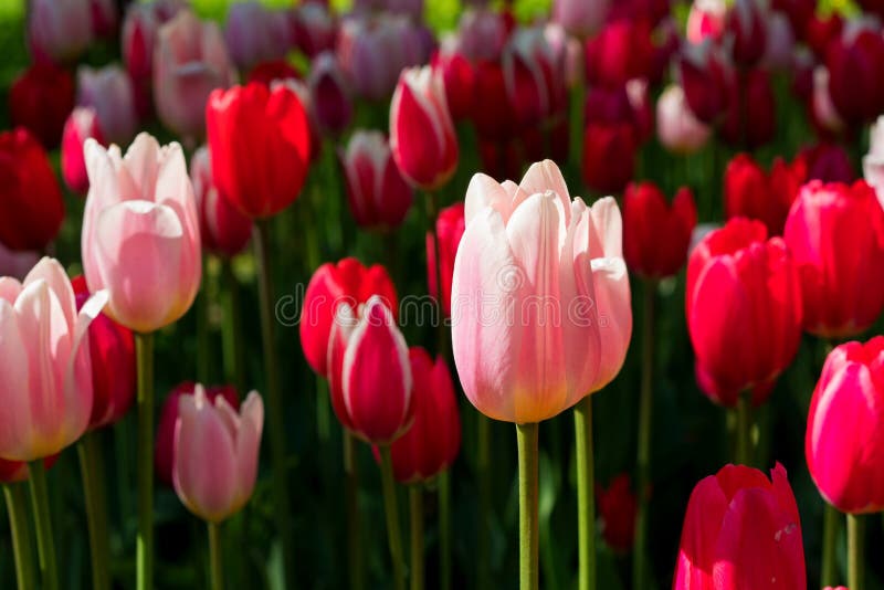 Beautiful Fresh Spring Flowers Tulips. Stock Image - Image of ...