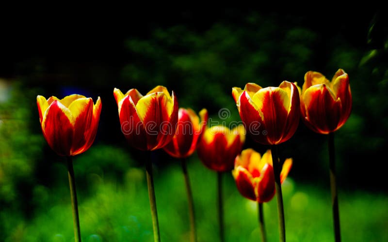 Beautiful Fresh Spring Flowers Tulips. Stock Image - Image of ...