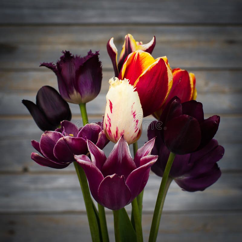 Beautiful Fresh Spring Flowers Tulips. Stock Image - Image of glory ...