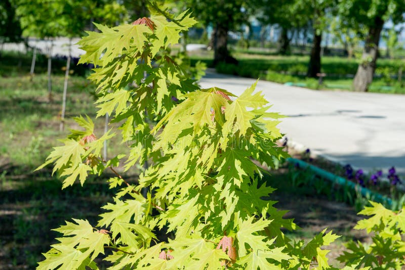 Beautiful Fresh Spring Leaves of Maple Tree Stock Photo - Image of fall ...