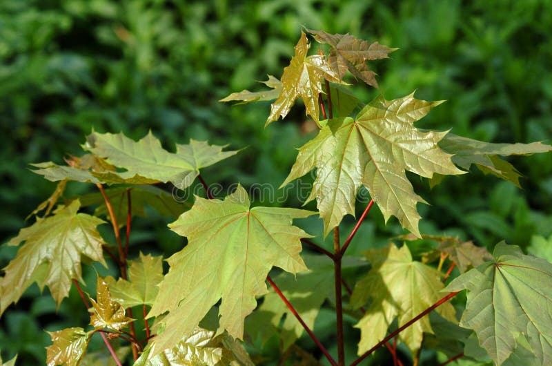 Beautiful Fresh Spring Leaves of Maple Tree Stock Photo - Image of ...