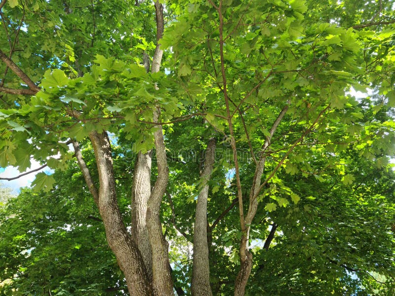 Beautiful Fresh Spring Leaves of Maple Tree Closeup Stock Photo - Image ...