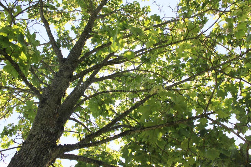 Beautiful Fresh Spring Leaves of Maple Tree Stock Photo - Image of fall ...