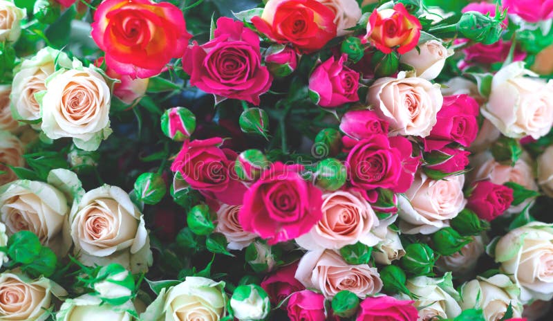 Beautiful Fresh Spring Roses. Best Background for Your Design Stock ...