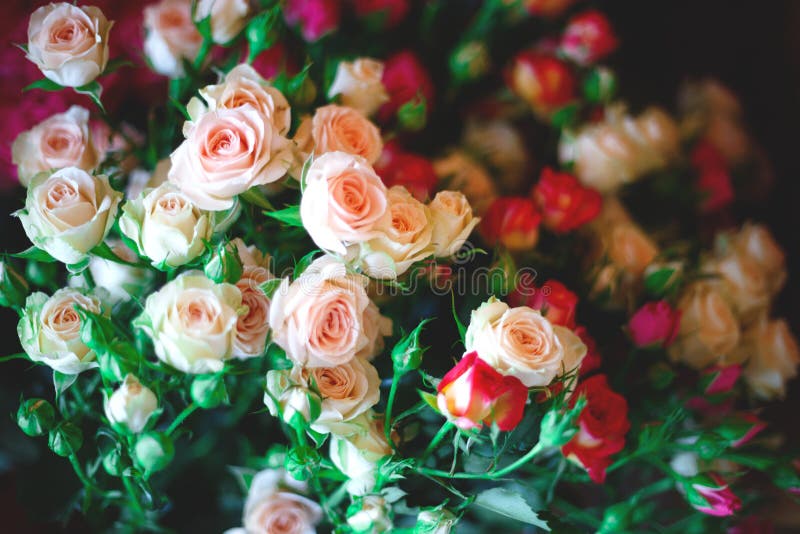 Beautiful Fresh Spring Roses. Best Background for Your Design Stock ...