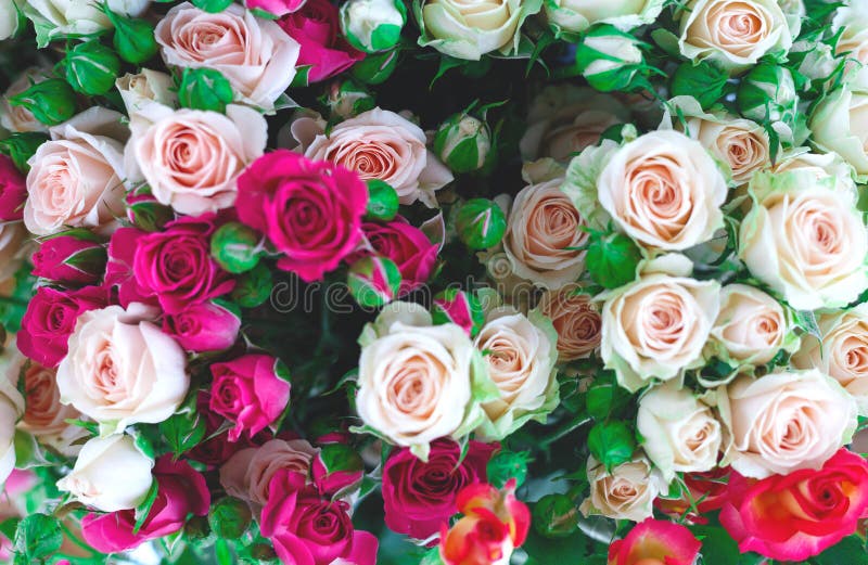 Beautiful Fresh Spring Roses. Best Background for Your Design Stock ...