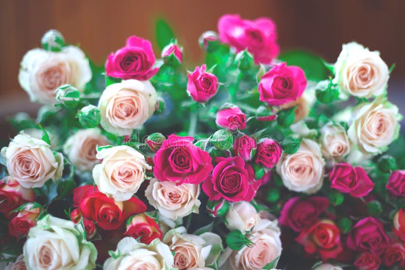Beautiful Fresh Spring Roses. Best Background for Your Design Stock ...