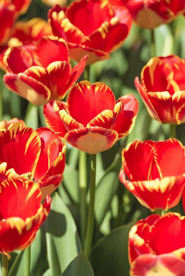 Beautiful Fresh Tulips in Blossom Stock Image - Image of spring, floral ...