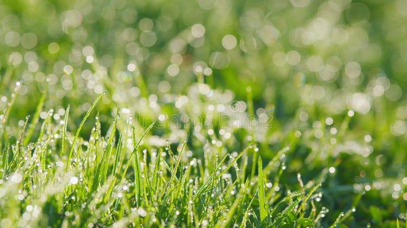 Beautiful Fresh Wet Green Grass Background. Fresh Green Spring Grass ...