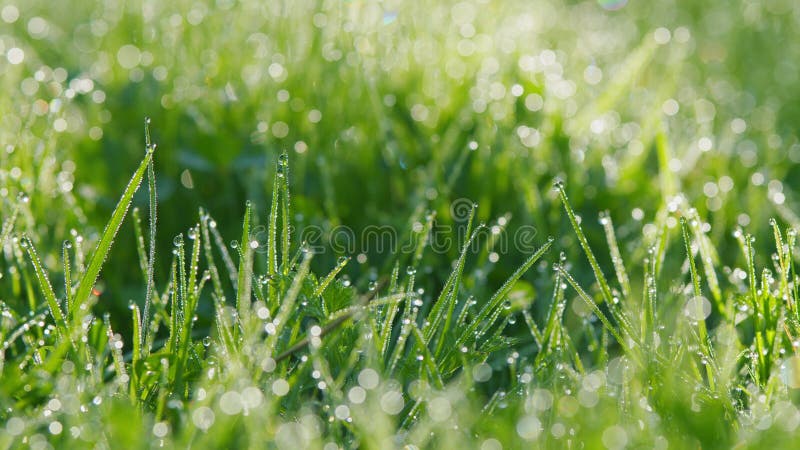 Beautiful Fresh Wet Green Grass Background. Fresh Green Spring Grass ...