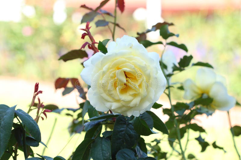 Beautiful fresh white rose stock image. Image of love - 207404563