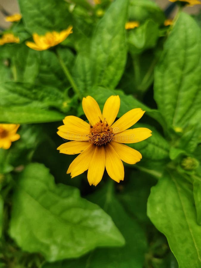 Beautiful and Fresh Yellow Daisy Flower Shot Stock Photo - Image of ...