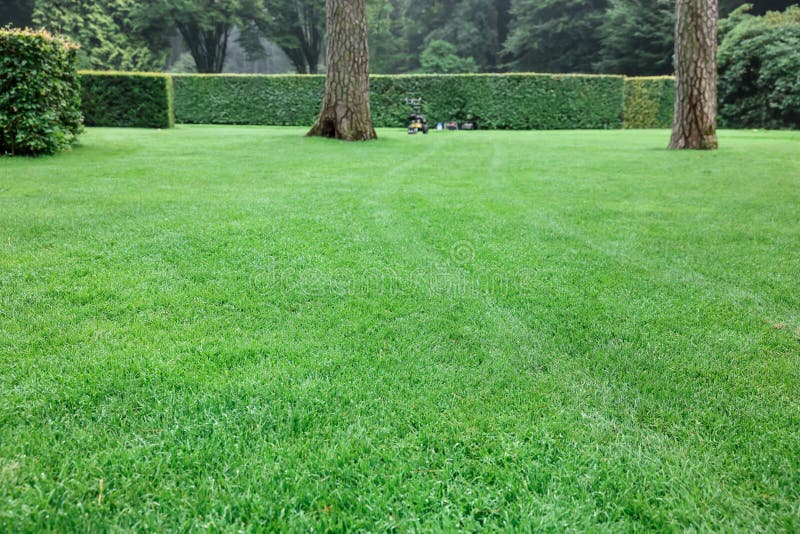 Beautiful Freshly Cut Green Lawn in Park Stock Photo - Image of growing ...