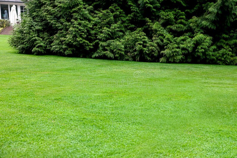 Beautiful Freshly Cut Green Lawn in Yard Stock Photo - Image of meadow ...