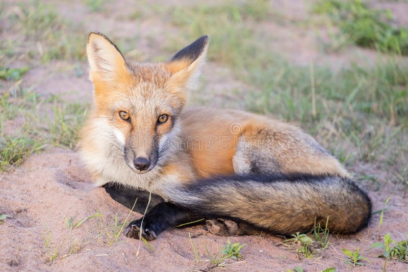 Beautiful and Friendly Red Fox Sitting #12 Stock Image - Image of ...