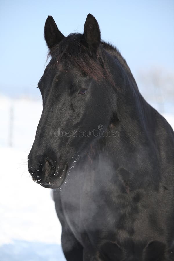 Beautiful Friesian Mare in Winter Stock Image - Image of inaction ...