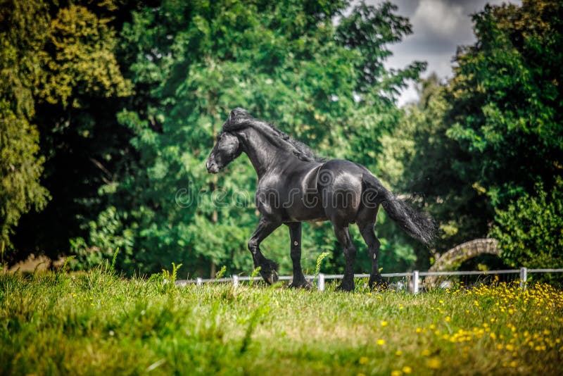 Black Friesian stallion stock image. Image of friesian - 260454179