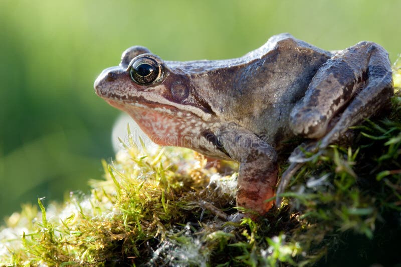 Beautiful frog stock image. Image of beautiful, frog - 13961747