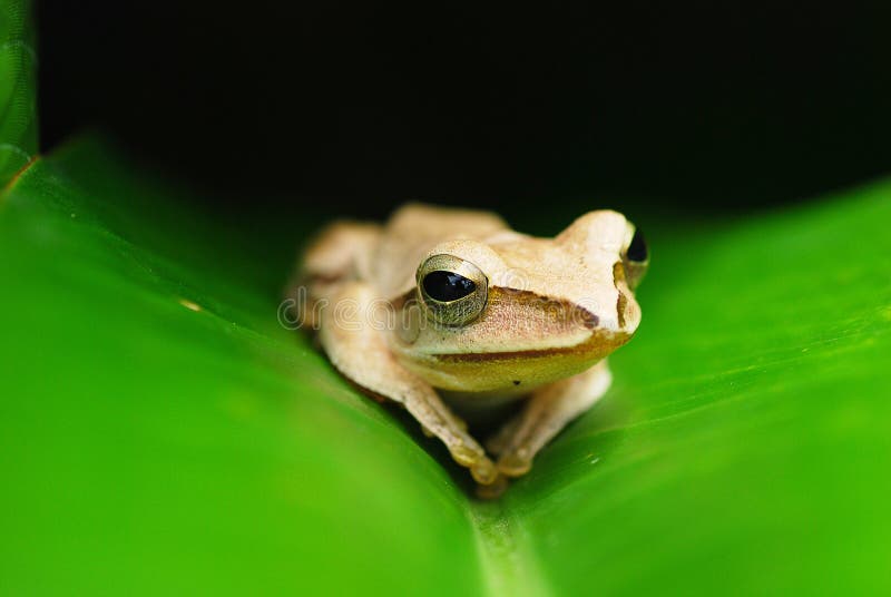 Frog Ooh Stock Photos - Free & Royalty-Free Stock Photos from Dreamstime