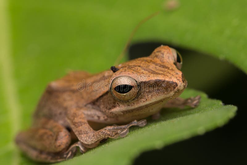 Beautiful Frog at Borneo stock photo. Image of masked - 185609882