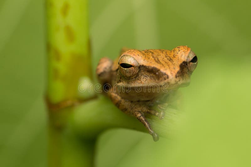 Beautiful Frog at Borneo stock image. Image of black - 185610067