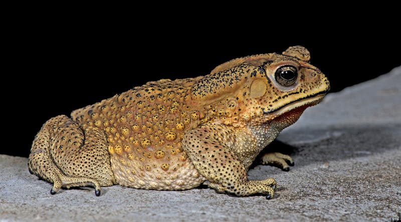 Beautiful Frog, Frog on the Rocks Stock Photo - Image of frog, animal ...
