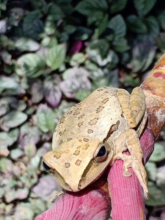 Beautiful Frog on the Garden Area Stock Photo - Image of nature ...