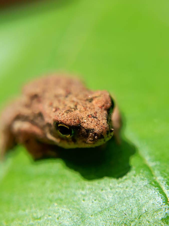 Beautiful Frog Hard To Shot this Frog Its Jumping Every Time Not Stable ...