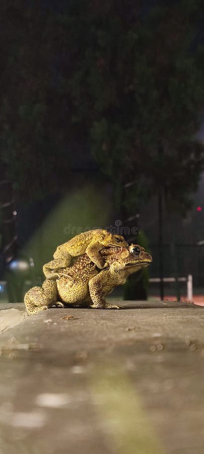 The Beautiful Frog in the Night Stock Photo - Image of dark, animal ...