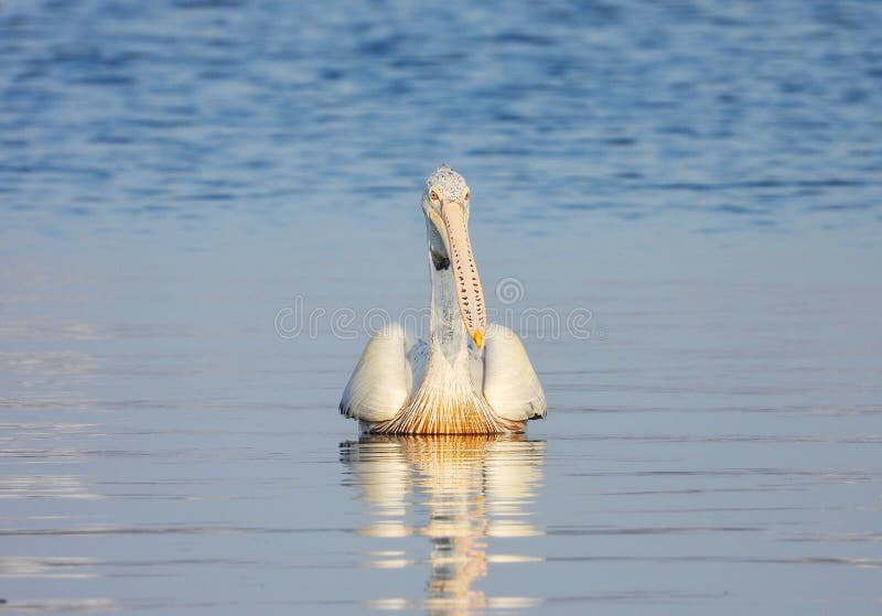 Beautiful Front View of Pelican Stock Image - Image of migrating ...