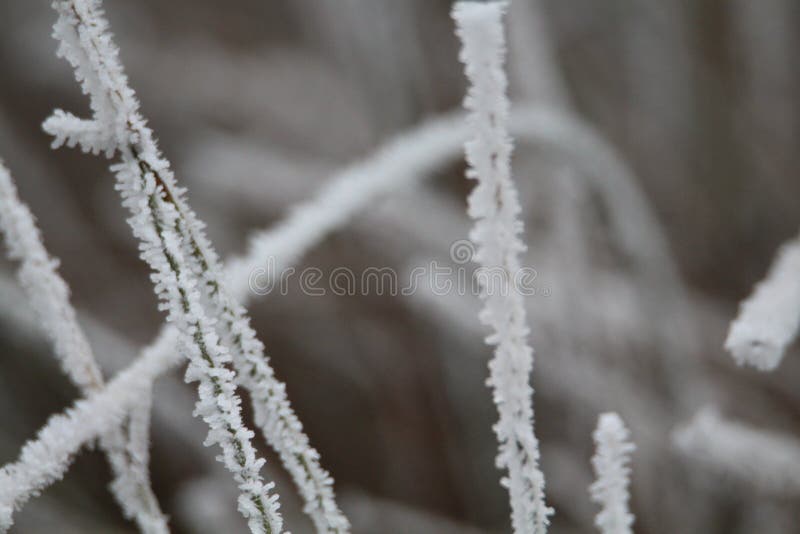 Beautiful Frost with Very Cold Freezing the Trees Stock Photo - Image ...