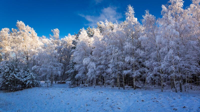 Beautiful Frosted Forest in Winter Stock Image - Image of morning ...