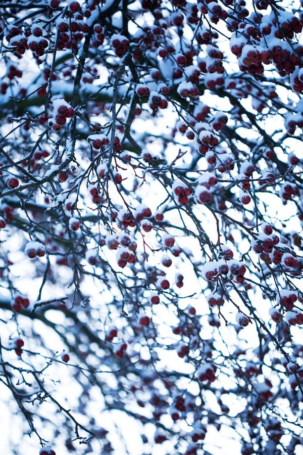 Beautiful Frosty Apple Tree Stock Photo - Image of glacial, blue: 12501752