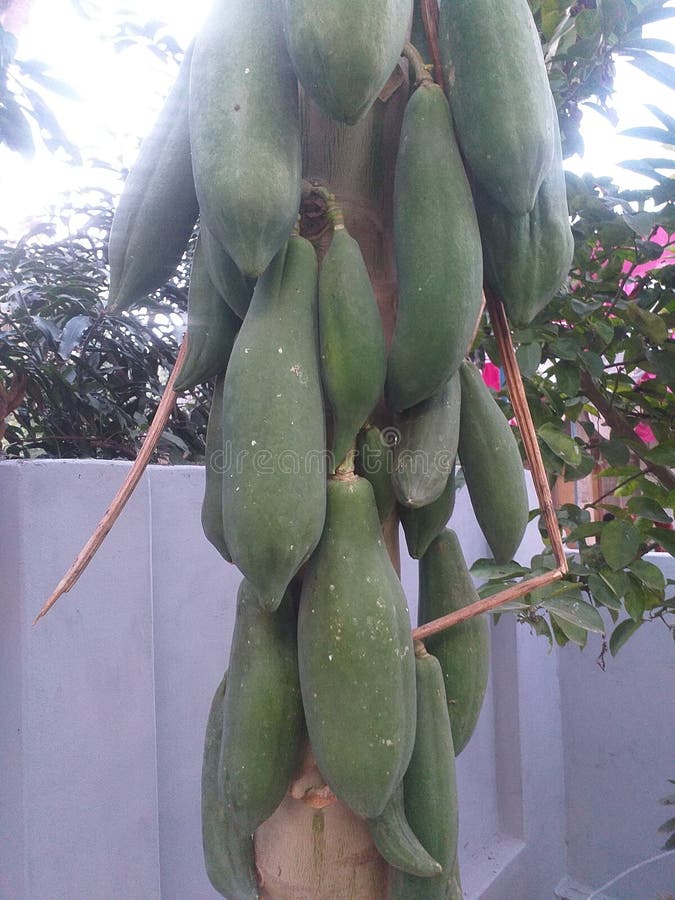 Frout Stock Photos - Free & Royalty-Free Stock Photos from Dreamstime